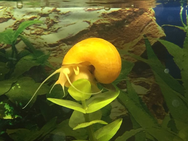 11 Popular Types of Freshwater Aquarium Snails (Species Guide)