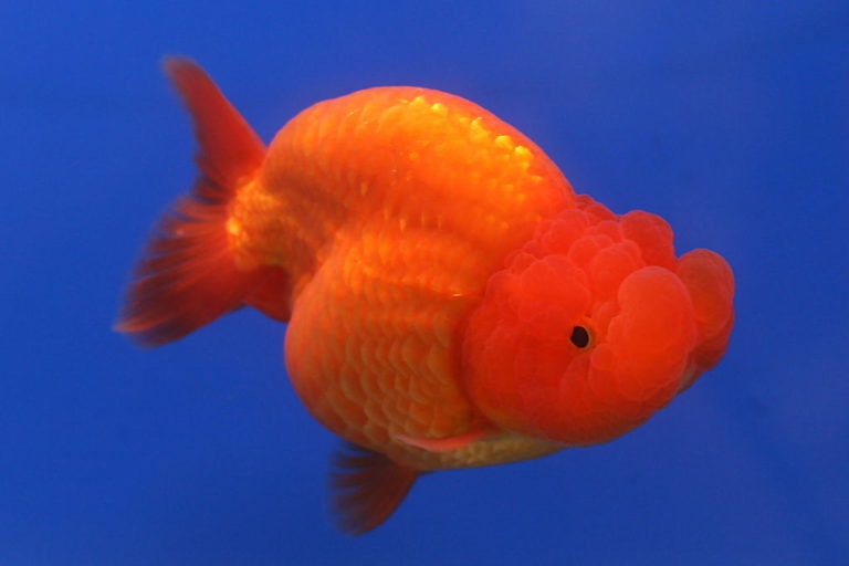 15 Types of Goldfish: The Complete Goldfish Species Guide