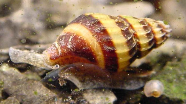 11 Popular Types of Freshwater Aquarium Snails (Species Guide)