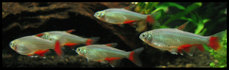 13 Awesome Types of Tetras: Complete Tetra Species Guide | BYA