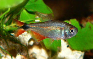 13 Awesome Types of Tetras: Complete Tetra Species Guide | BYA