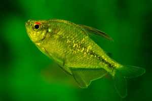 13 Awesome Types of Tetras: Complete Tetra Species Guide | BYA