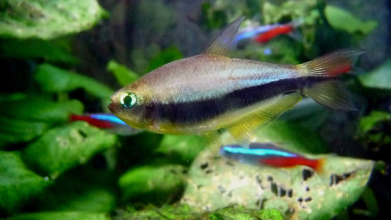 13 Awesome Types of Tetras: Complete Tetra Species Guide | BYA