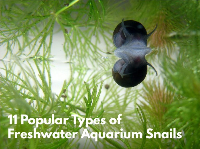 11 Popular Types of Freshwater Aquarium Snails (Species Guide)