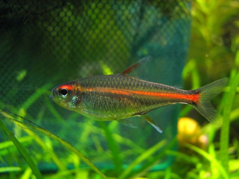 13 Awesome Types of Tetras: Complete Tetra Species Guide | BYA