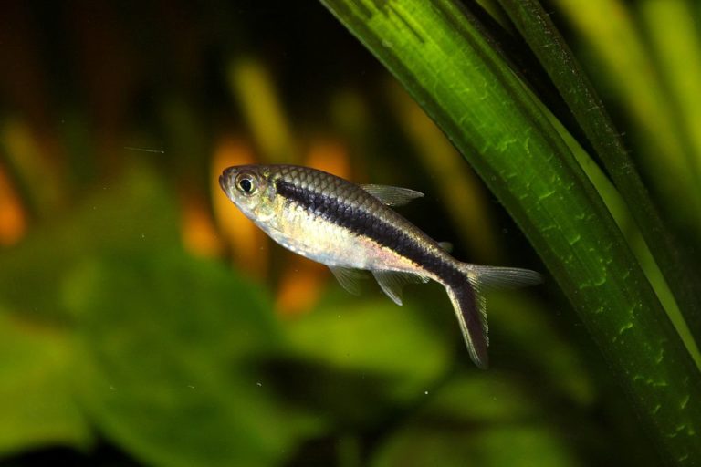 13 Awesome Types of Tetras: Complete Tetra Species Guide | BYA