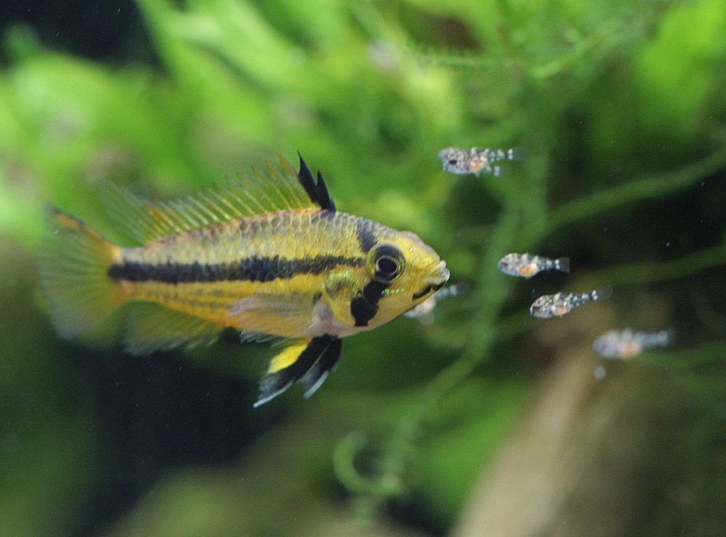 Apistogramma Cichlids: The Complete Care, Breeding, & Info Guide