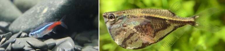 27 Peaceful Community Fish for Your Freshwater Aquarium (GUIDE)