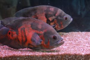 The Ultimate Oscar Fish Guide: Care, Diet, Setup & Breeding