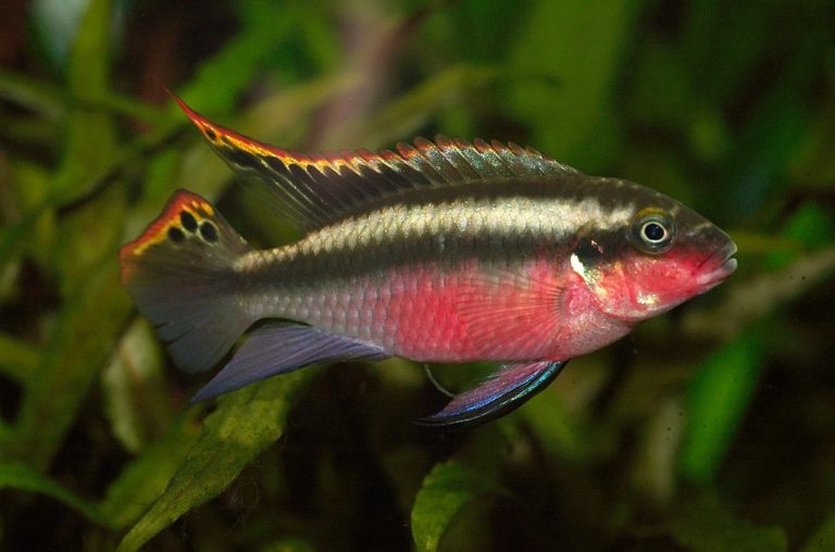 Kribensis Cichlid: The Complete Care, Breeding, & Info Guide