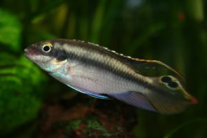Kribensis Cichlid: The Complete Care, Breeding, & Info Guide