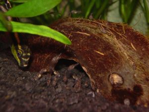 Kribensis Cichlid: The Complete Care, Breeding, & Info Guide