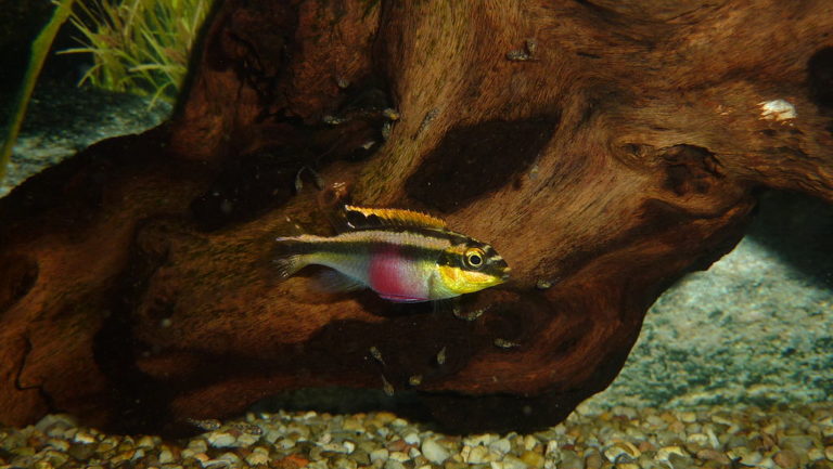 Kribensis Cichlid: The Complete Care, Breeding, & Info Guide