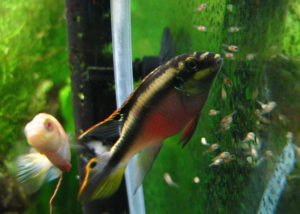 Kribensis Cichlid: The Complete Care, Breeding, & Info Guide