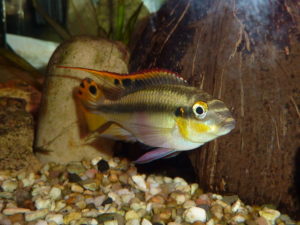 Kribensis Cichlid: The Complete Care, Breeding, & Info Guide