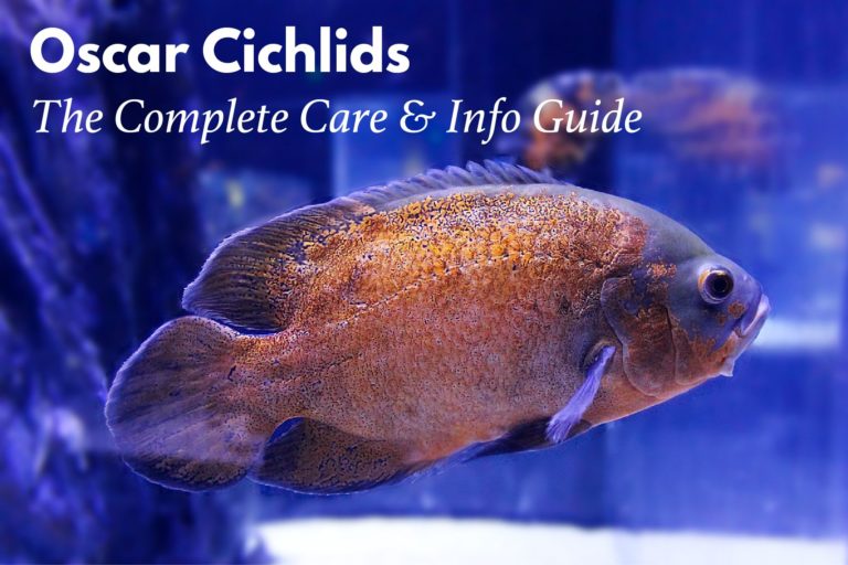 Oscar Fish Care Guide: Feeding, Setup, Tank Mates & More
