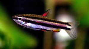 27 Peaceful Community Fish for Your Freshwater Aquarium (GUIDE)