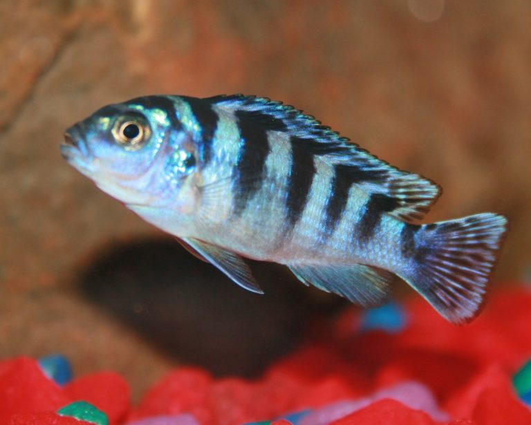 African Cichlids: 15 Popular Species & How to Care for Them