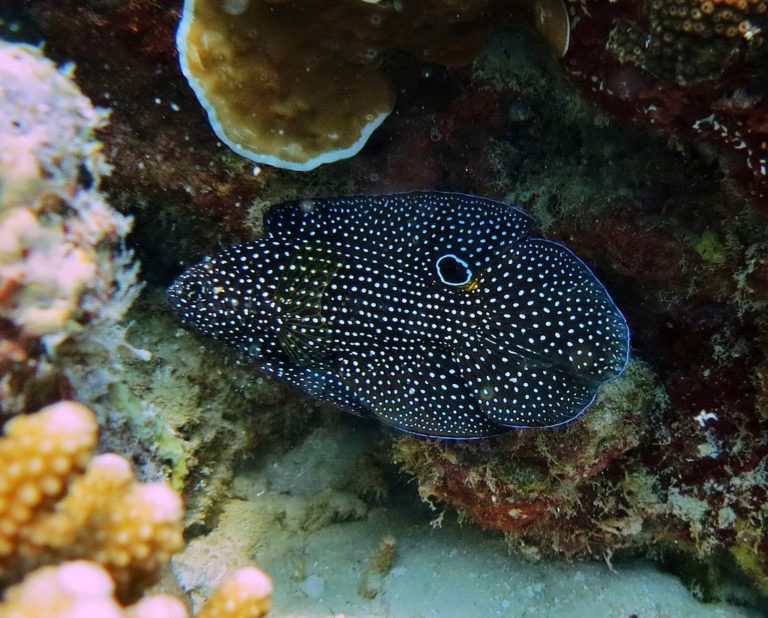 25 Most Beautiful Fish in the World (With Pictures) | Build Your Aquarium