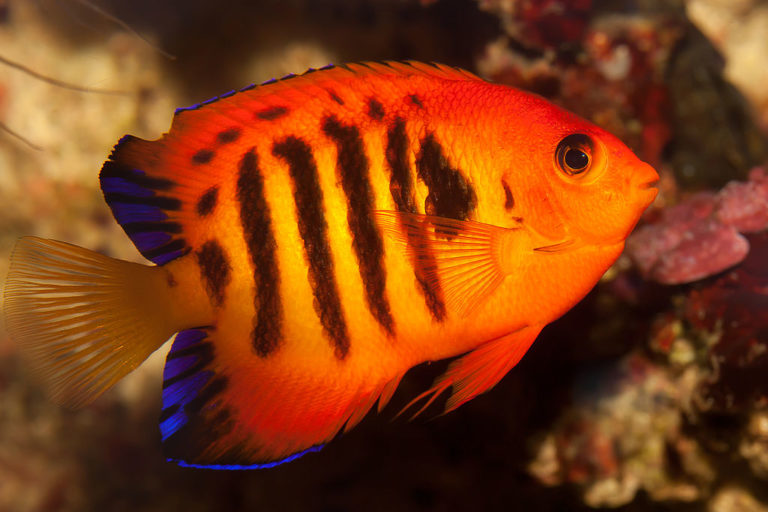 25 Most Beautiful Fish in the World (With Pictures) | Build Your Aquarium