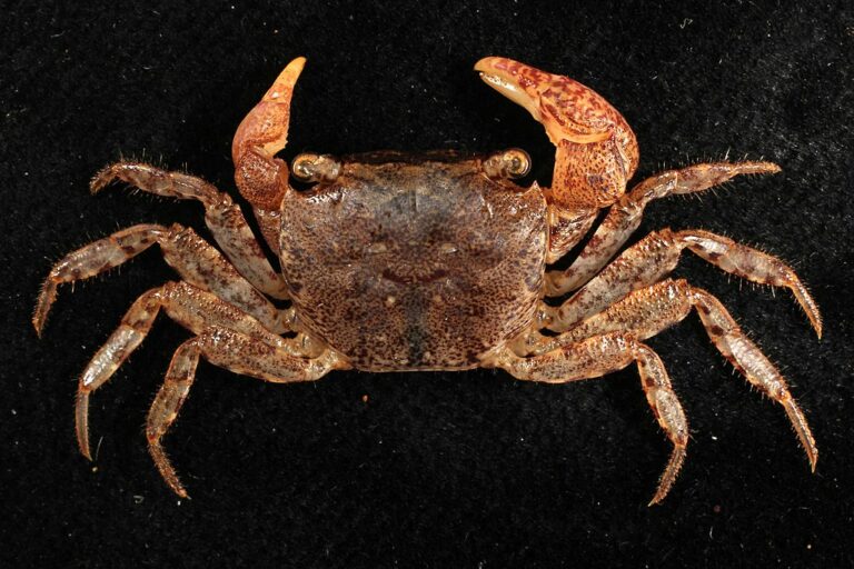 11 Awesome Freshwater Crabs for Your Aquarium (With Pictures)