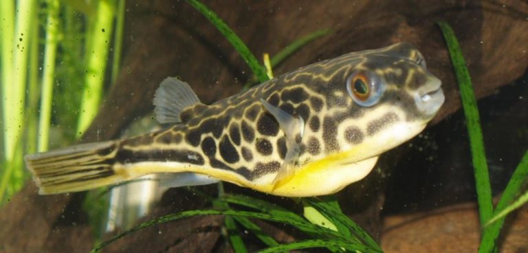 Freshwater Puffer Fish: The Complete Care, Species, & Breeding Guide