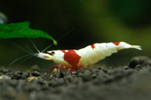 15 Popular Freshwater Shrimp Species (With Pictures): Complete Guide