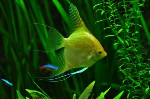 25 Most Beautiful Fish in the World (With Pictures) | Build Your Aquarium