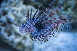 25 Most Beautiful Fish in the World (With Pictures) | Build Your Aquarium