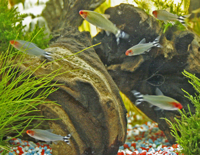 13 Awesome Schooling Fish for Your Aquarium (With Pictures)