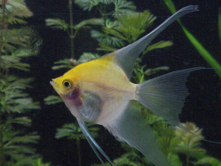 12 Popular Types of Angelfish: Freshwater Angelfish Species Guide