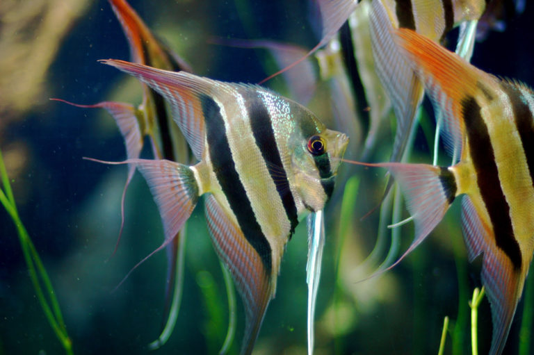 12 Popular Types of Angelfish: Freshwater Angelfish Species Guide