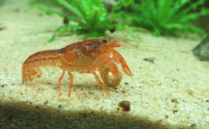 25 Awesome Cold Water Fish for Freshwater Aquariums (With Pictures)