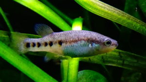 25 Awesome Cold Water Fish for Freshwater Aquariums (With Pictures)