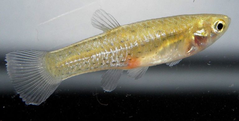 25 Awesome Cold Water Fish for Freshwater Aquariums (With Pictures)