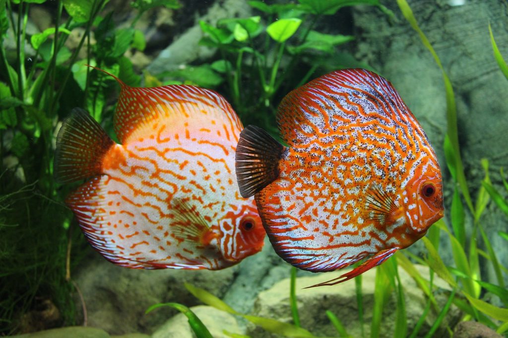 Discus Fish Care: A Guide to Species and Breeding
