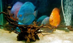 Discus Fish Care: A Guide to Species and Breeding