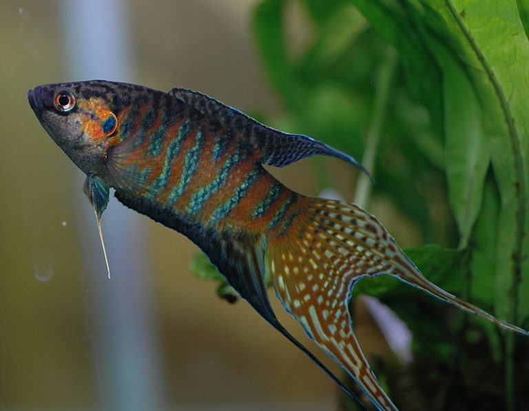 25 Awesome Cold Water Fish for Freshwater Aquariums (With Pictures)