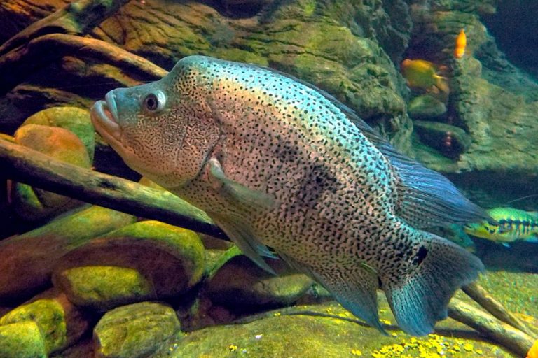 25 Aggressive Freshwater Fish for Predator Tanks (Species Guide)