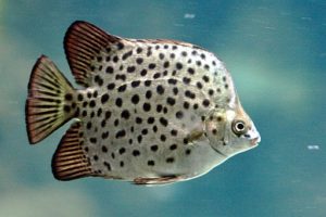 14 Awesome Brackish Water Fish for Aquariums (Species Guide)