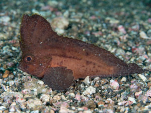 14 Awesome Brackish Water Fish for Aquariums (Species Guide)