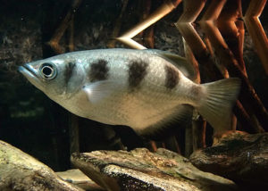14 Awesome Brackish Water Fish for Aquariums (Species Guide)