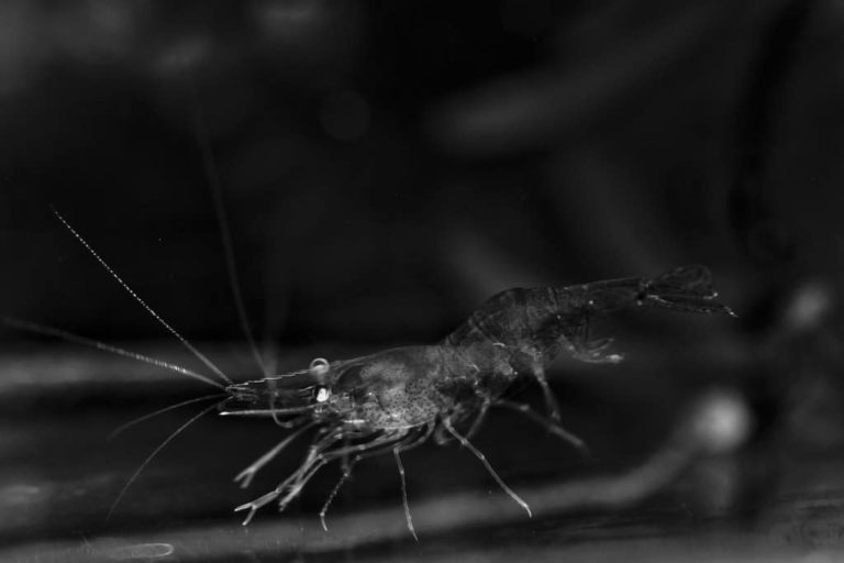 Ghost Shrimp (Compete Care, Diet, Setup, & Breeding Guide)