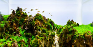 The Ultimate Beginner's Guide to Aquascaping Your Aquarium