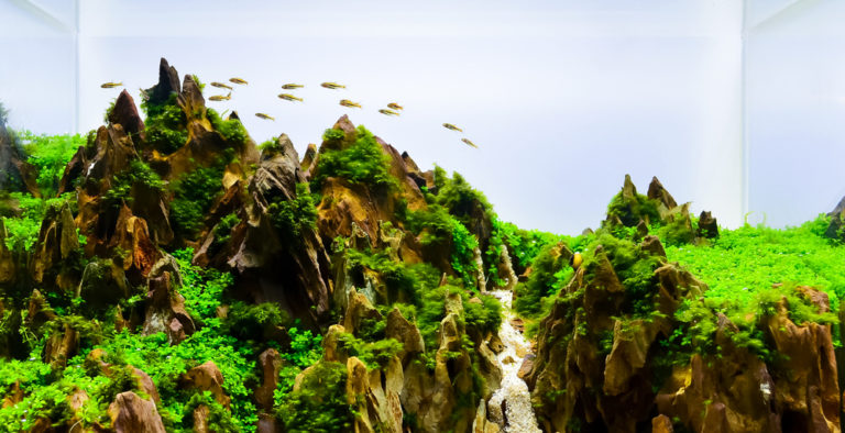 The Ultimate Beginner's Guide to Aquascaping Your Aquarium