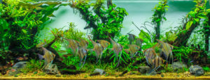 The Ultimate Beginner's Guide to Aquascaping Your Aquarium