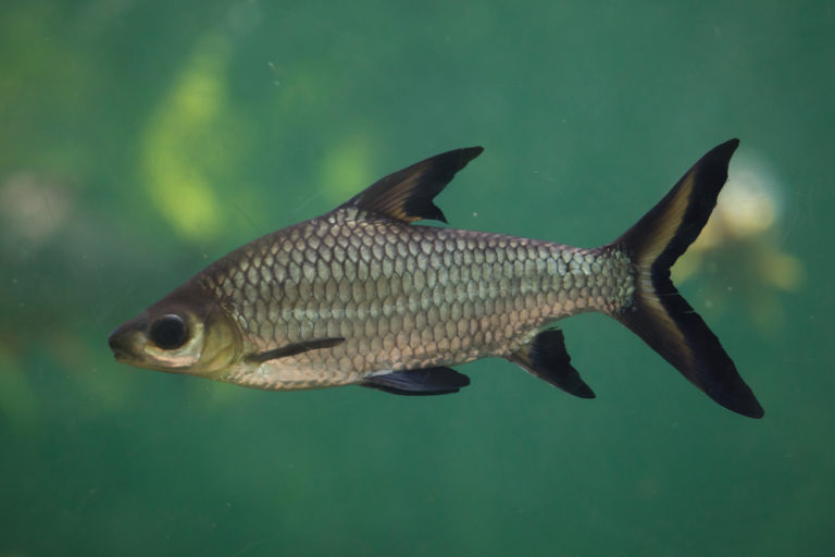 Dither Fish: What Are They and What Are the Best Types?