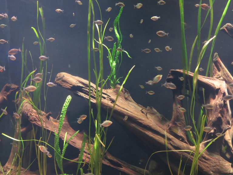The Ultimate Beginner's Guide to Aquascaping Your Aquarium