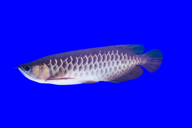 The Complete Arowana Fish Guide (Care, Setup, Price, and More)