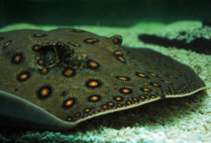 Keeping Freshwater Stingrays (Types, Care, Diet, & Breeding)
